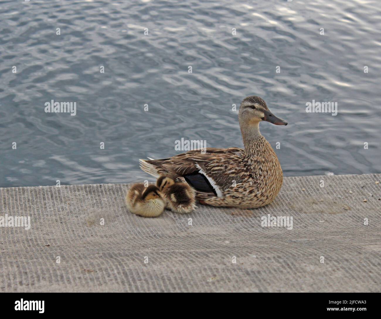 Female duck on waterfront with ducklings Stock Photo - Alamy