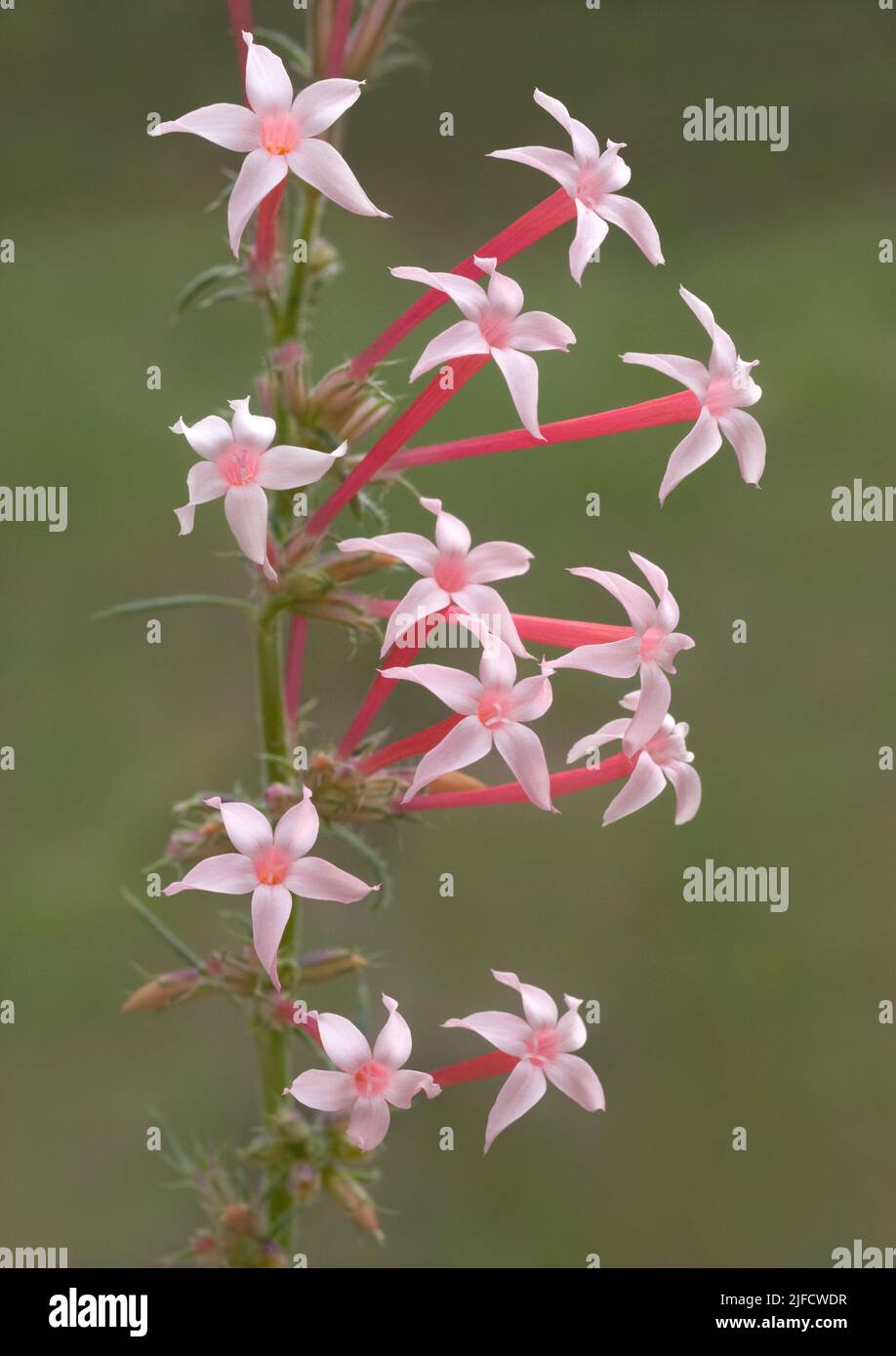 Skyrocket wildflowers hi-res stock photography and images - Alamy