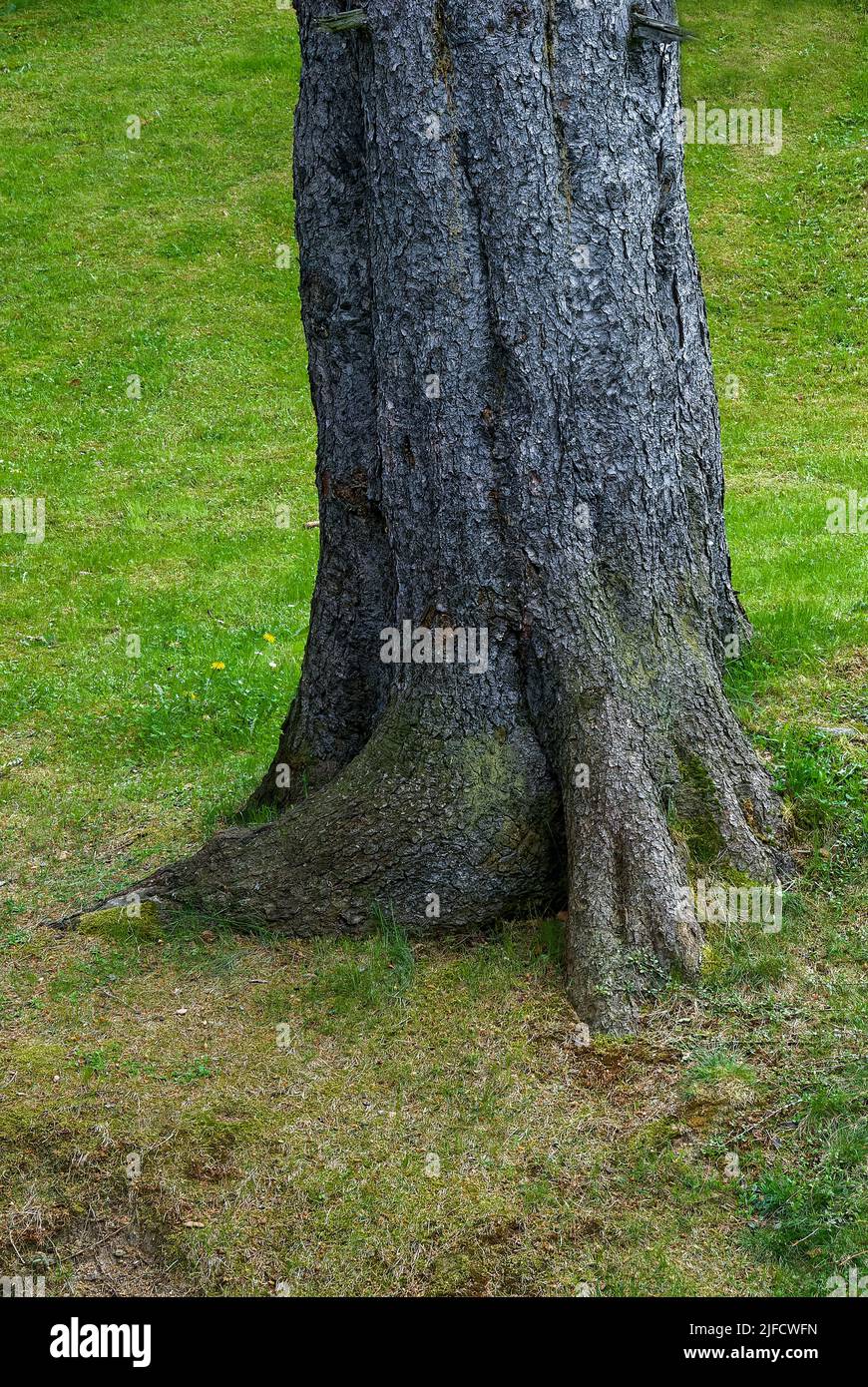 One thick trunk - vertical forest. A close-up of a single tree trunk ...