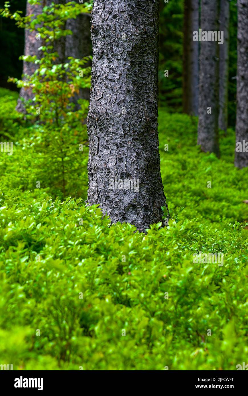 One trunk in green - vertical forest. A close-up of a single tree trunk ...