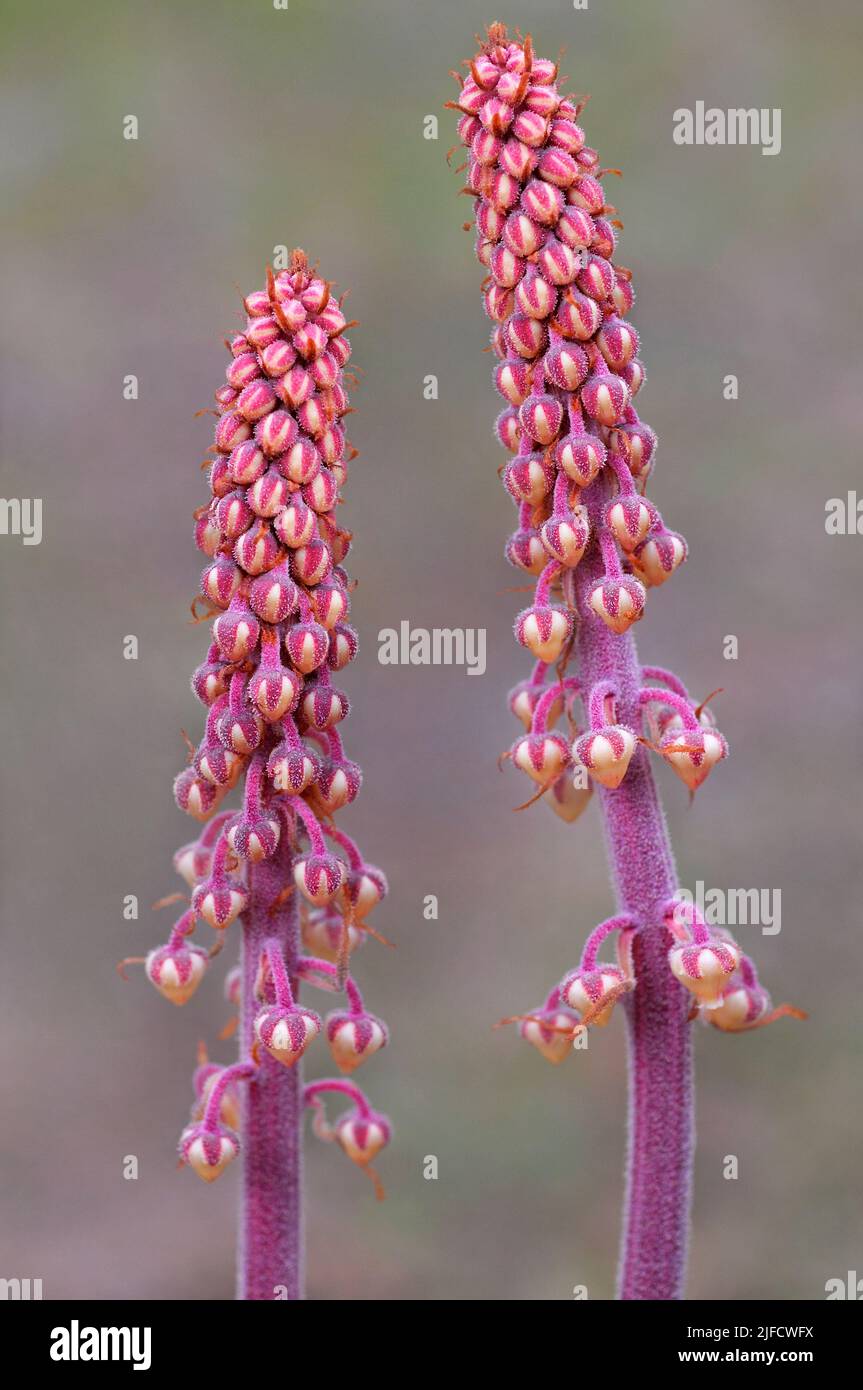 Pinedrops wildflowers hi-res stock photography and images - Alamy