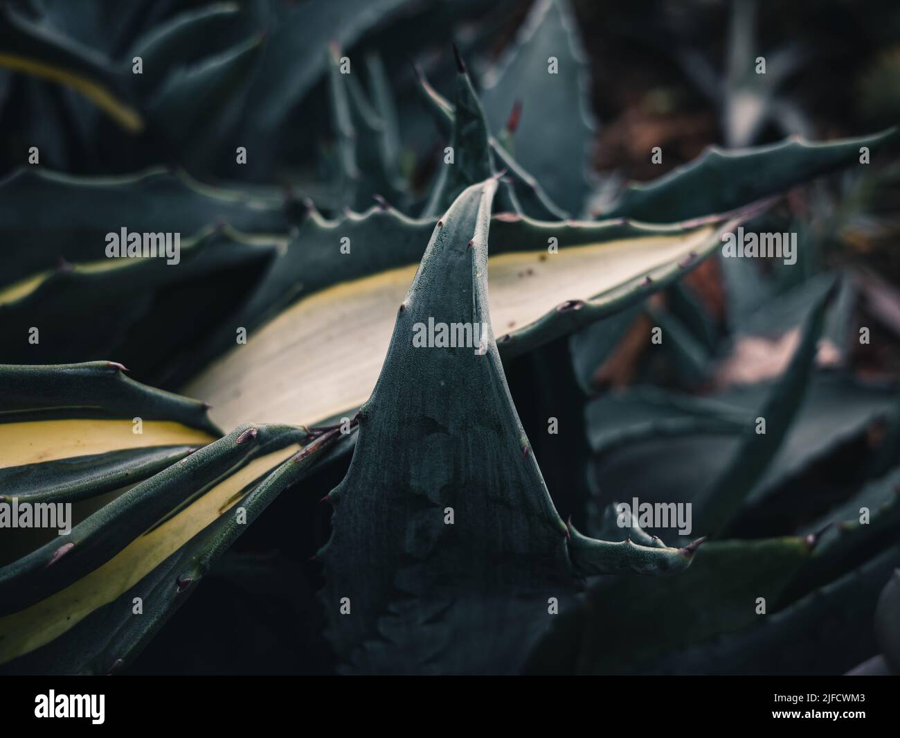 The genus Agave is primarily known for its succulent and xerophytic ...