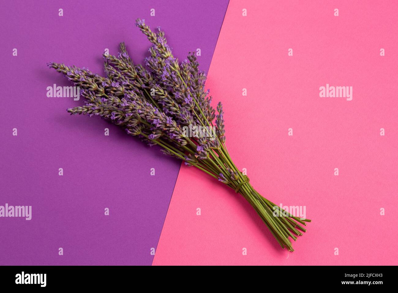 A Bunch of fresh lavender on violet and pink split background Stock ...