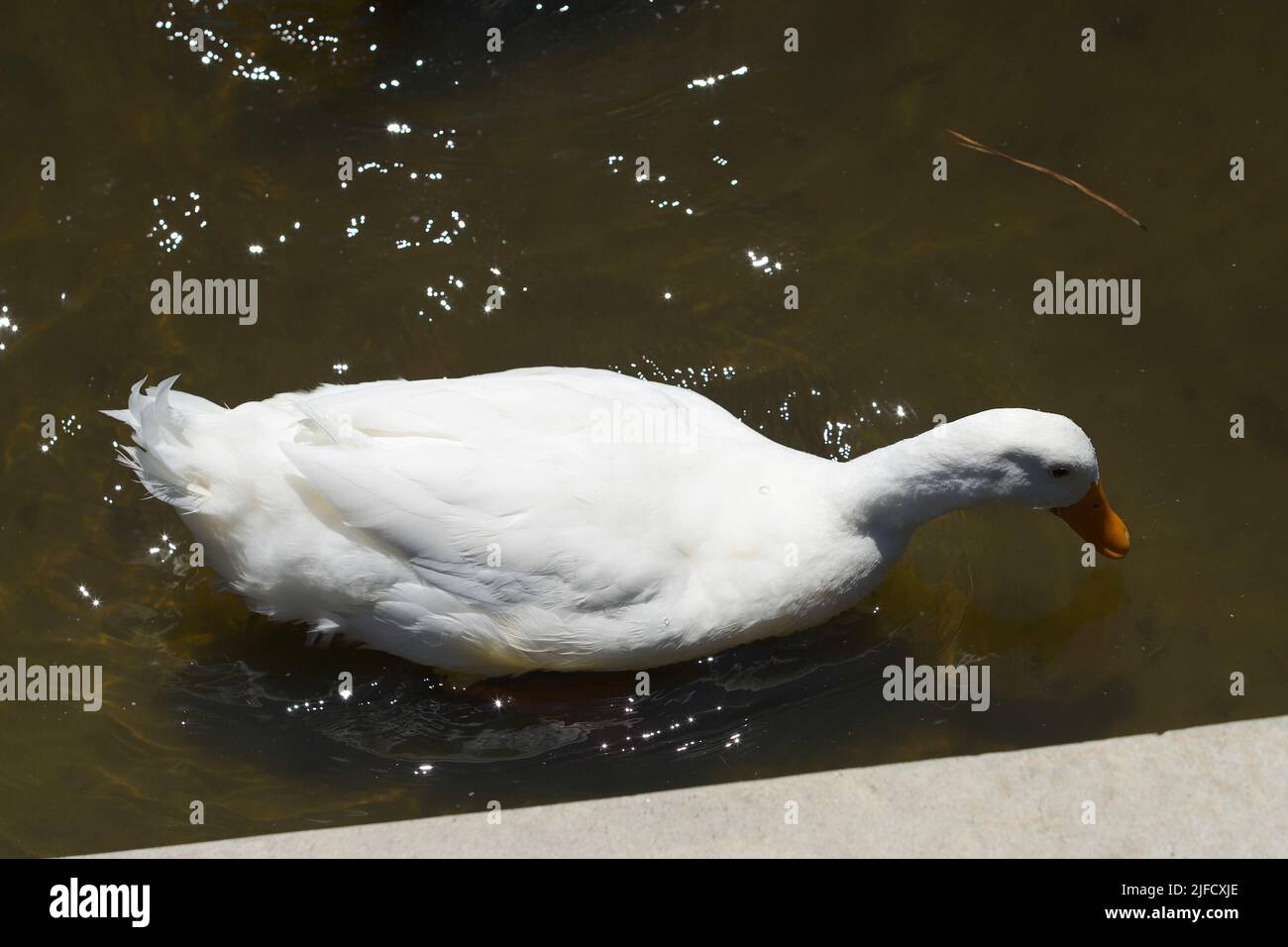 A White American Pekin duck on a lake Stock Photo - Alamy