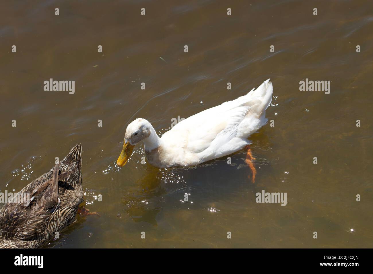 A White American Pekin duck on a lake Stock Photo - Alamy