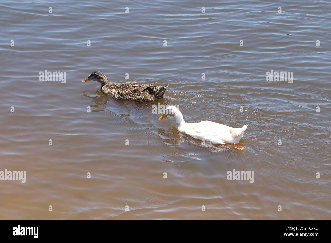 A White American Pekin and domestic ducks swimming on a lake Stock ...