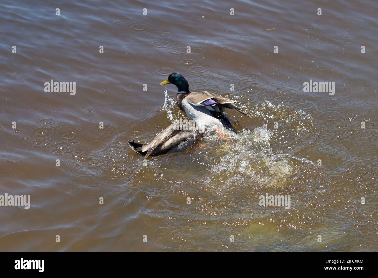 A Mallard couple fighting in a water Stock Photo - Alamy