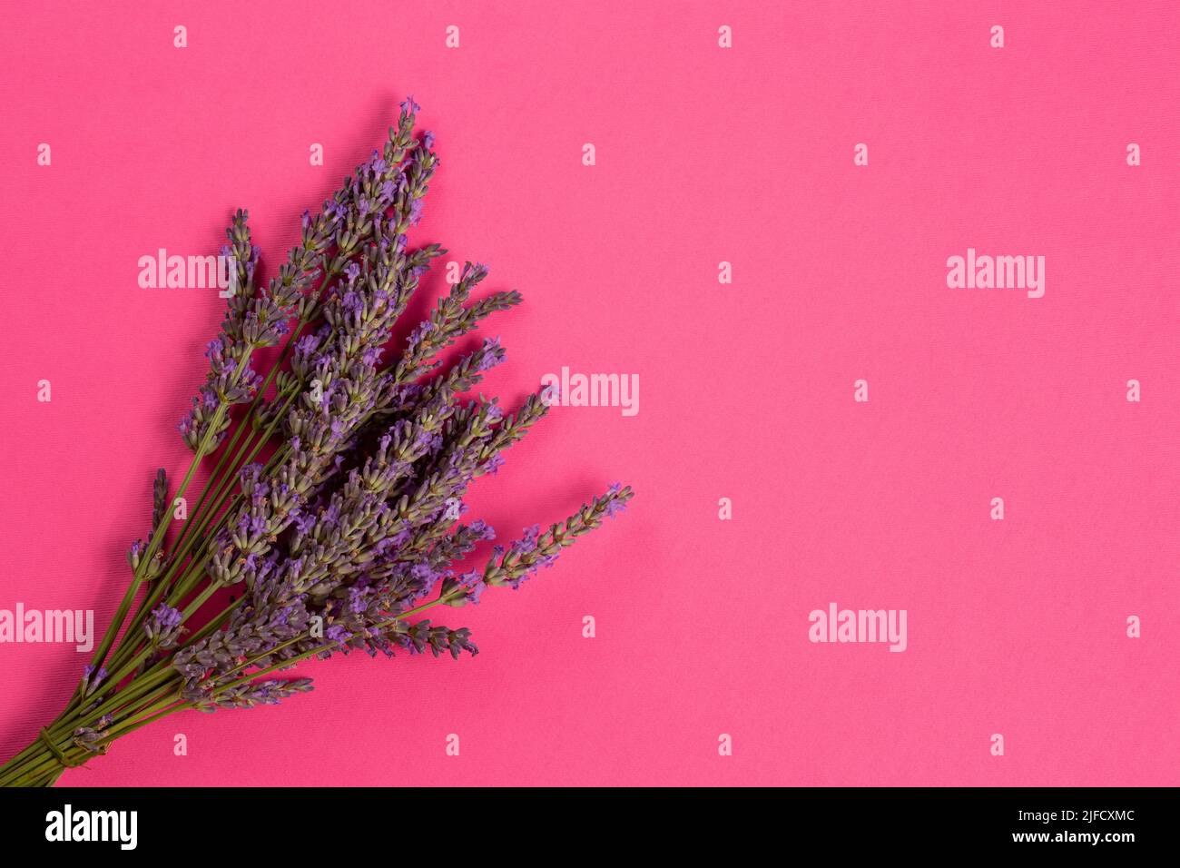 A Bunch of fresh lavender on pink background with copy space Stock ...