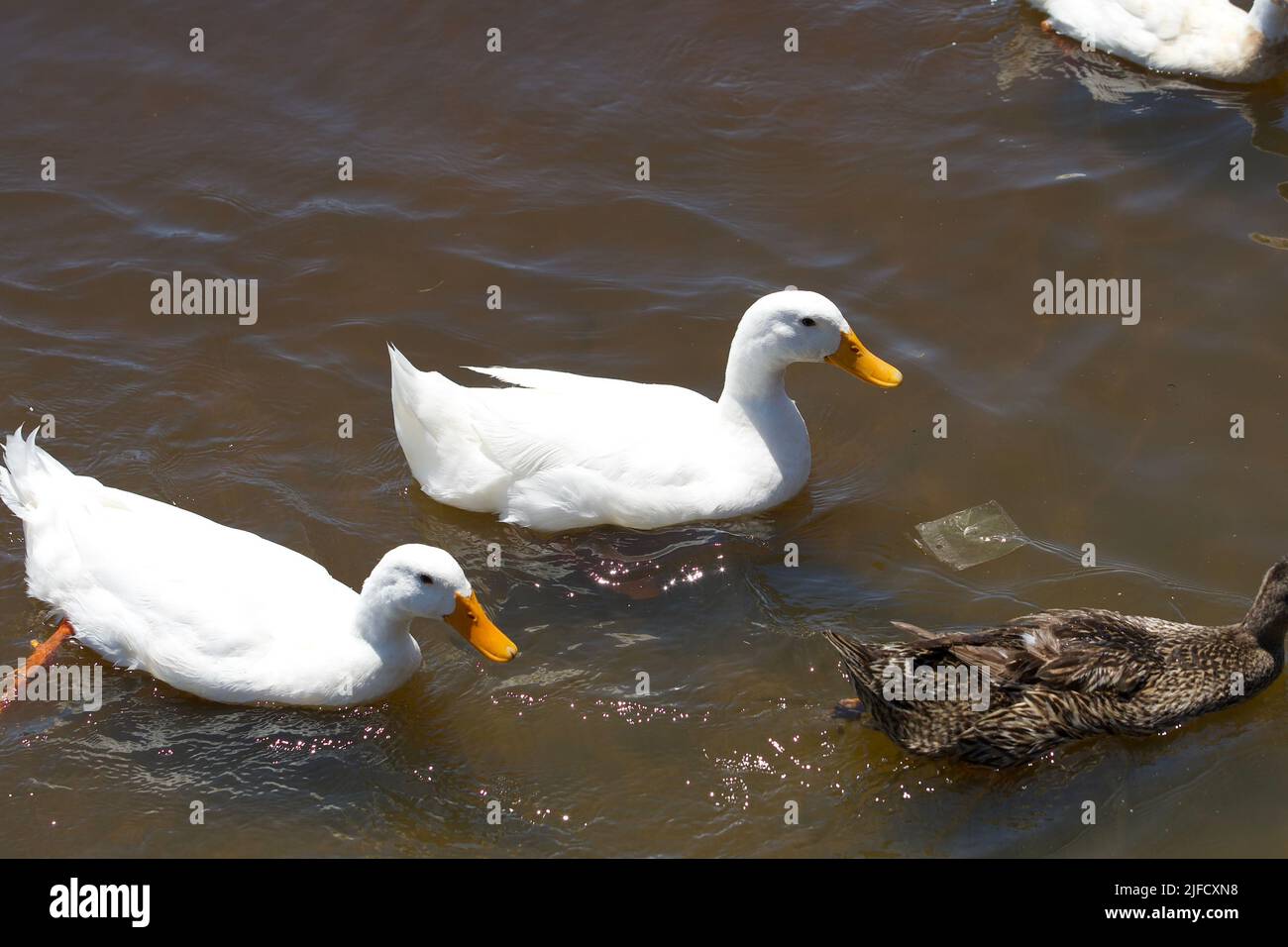A White American Pekin ducks on a lake Stock Photo - Alamy