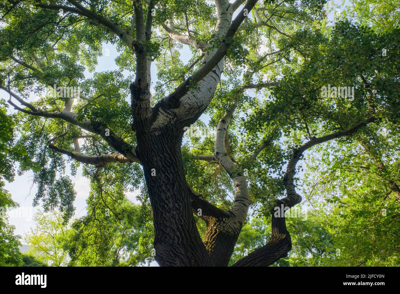 Lake Feneketlen, Budapest, Hungary Stock Photo - Alamy