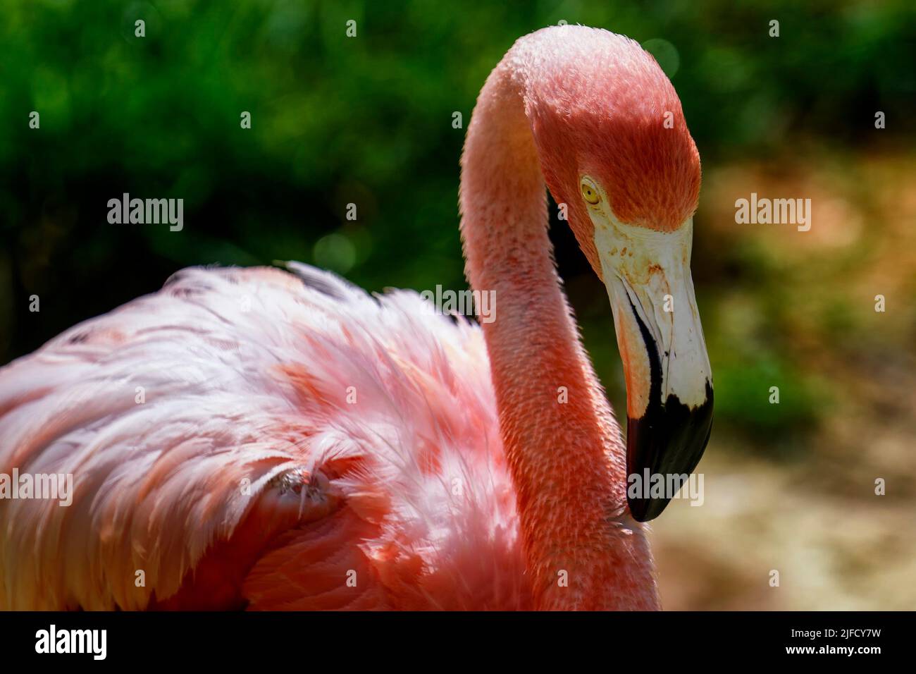 Pink Flamingo preening in the tropical sun Stock Photo - Alamy