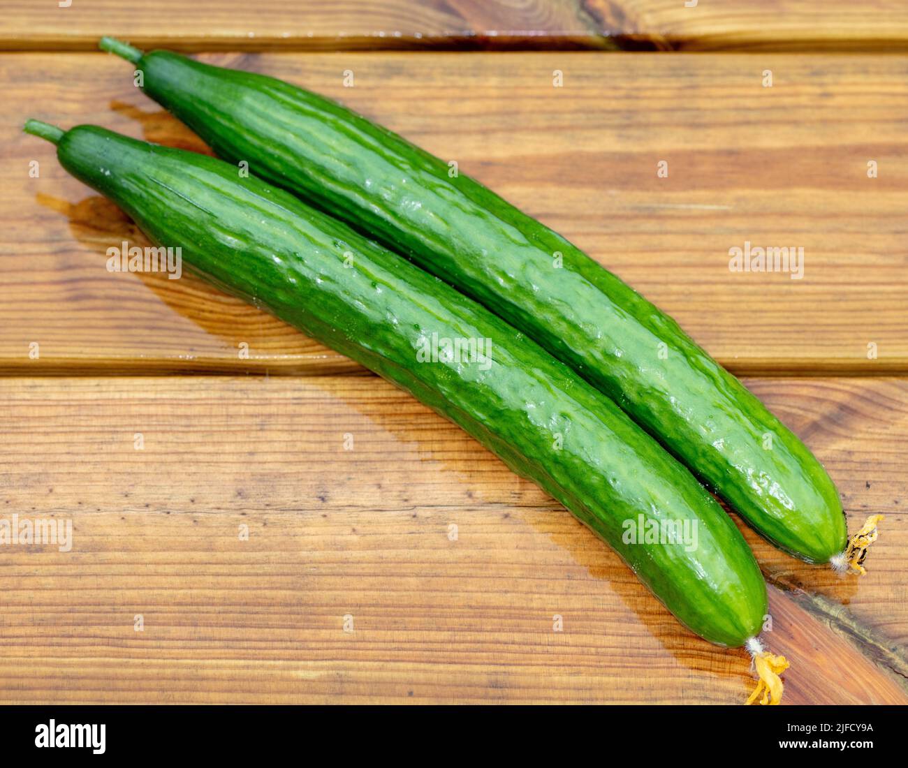 'Superstar H' Cucumber, Gurka (Cucumis sativus Stock Photo - Alamy
