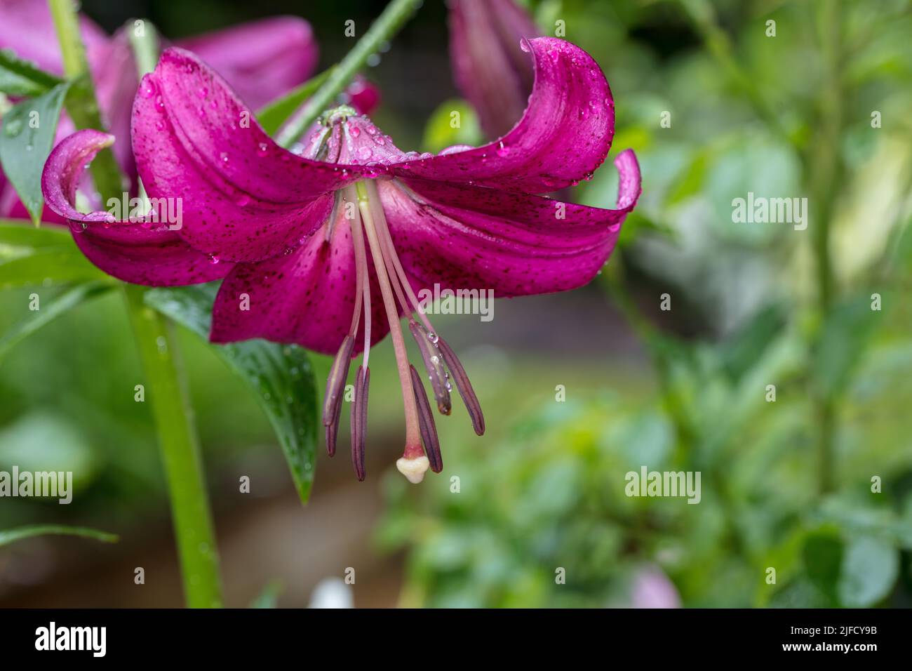 'Purple Marble' Lily, Lilja (Lilium longiflorum hybrid Stock Photo - Alamy