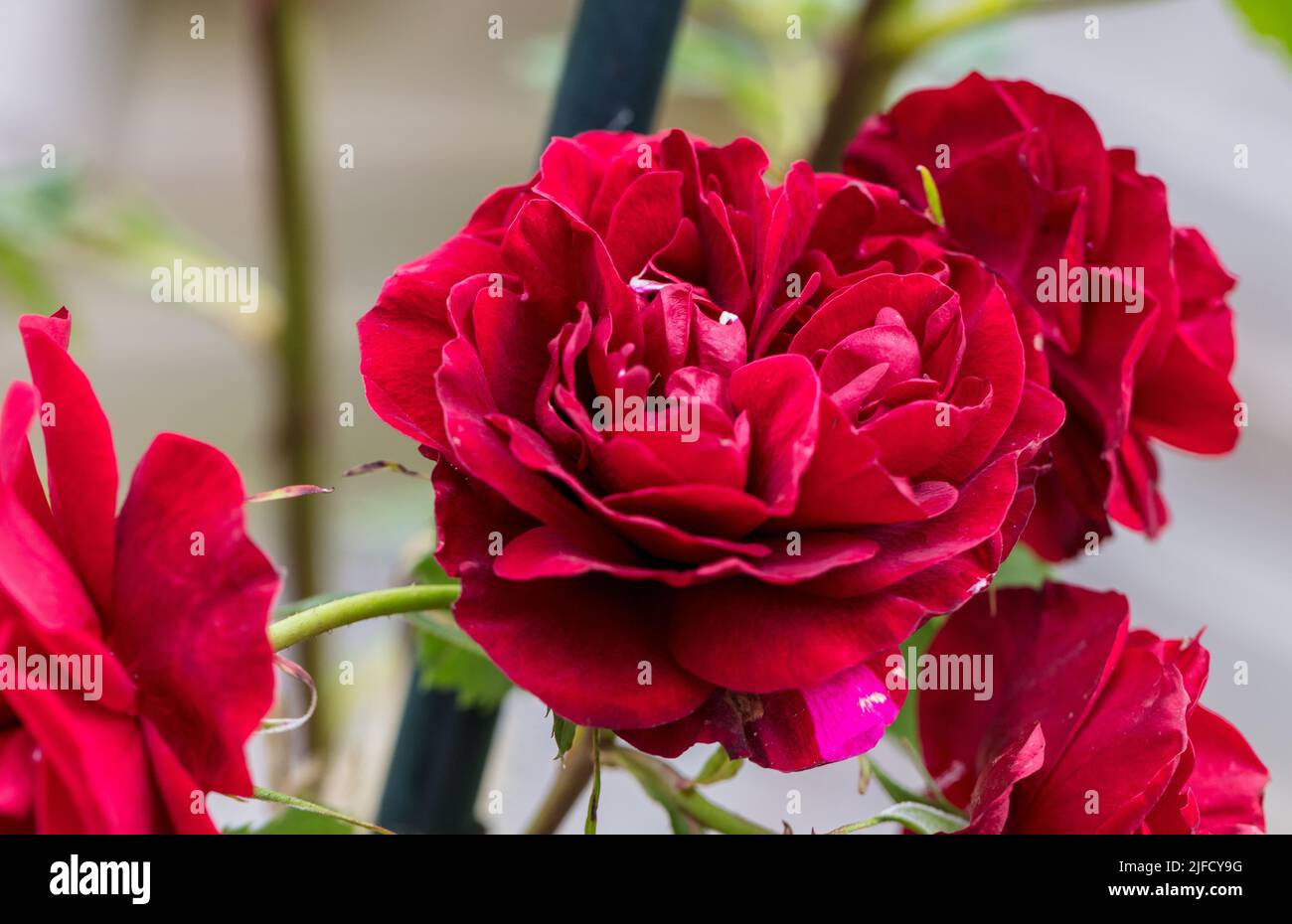 'Hope for Humanity' Shrub Rose, Buskros (Rosa Stock Photo - Alamy