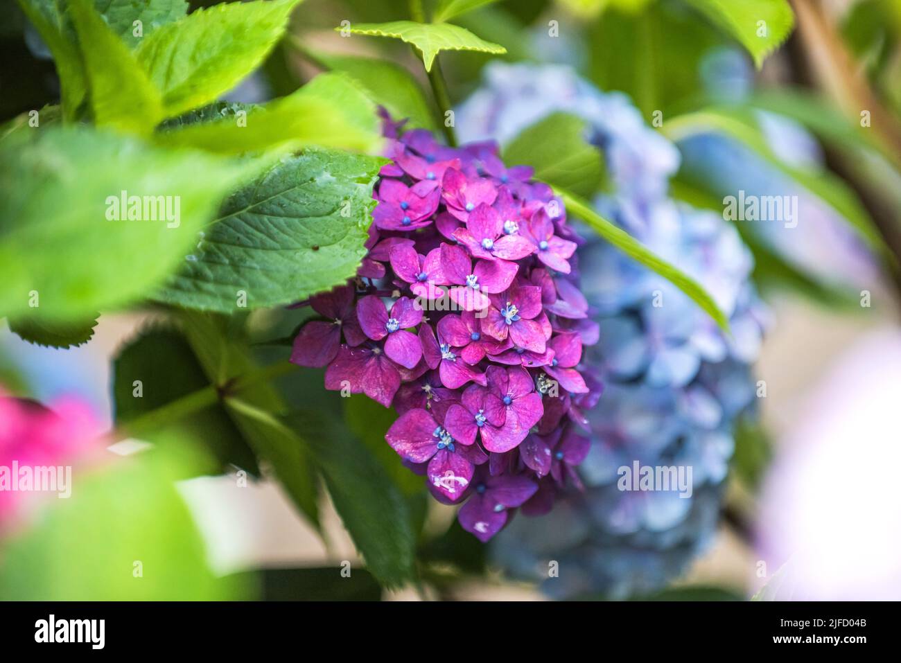 Beautiful purple,blue and res color Hydrangea macrophylla serrsta ...
