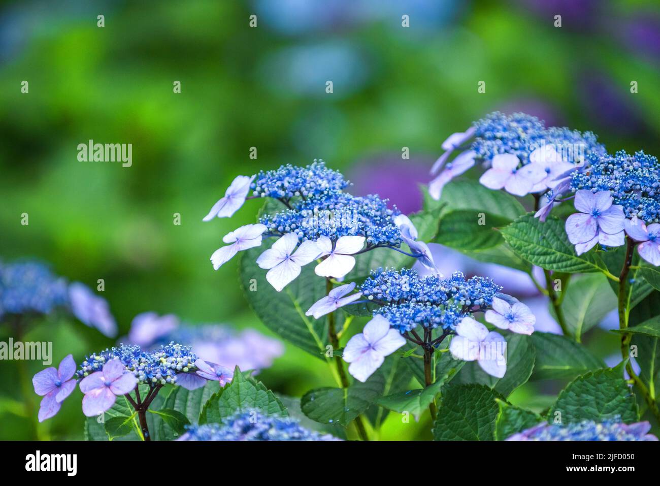 Hydrangea macrophylla serrsta flower hi-res stock photography and images - Alamy