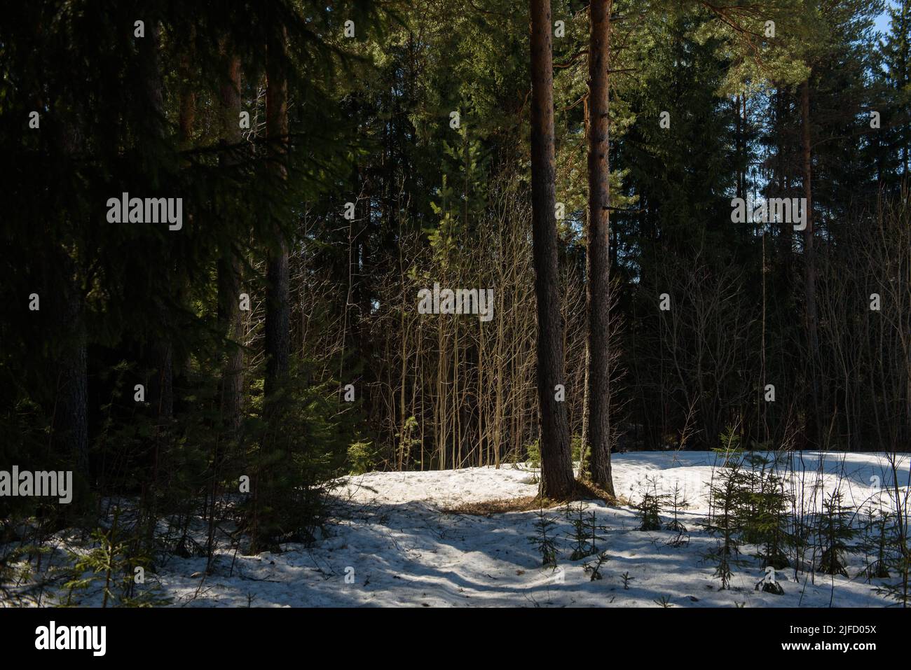 Nature in the middle of spring in the taiga forest on a sunny day Stock ...