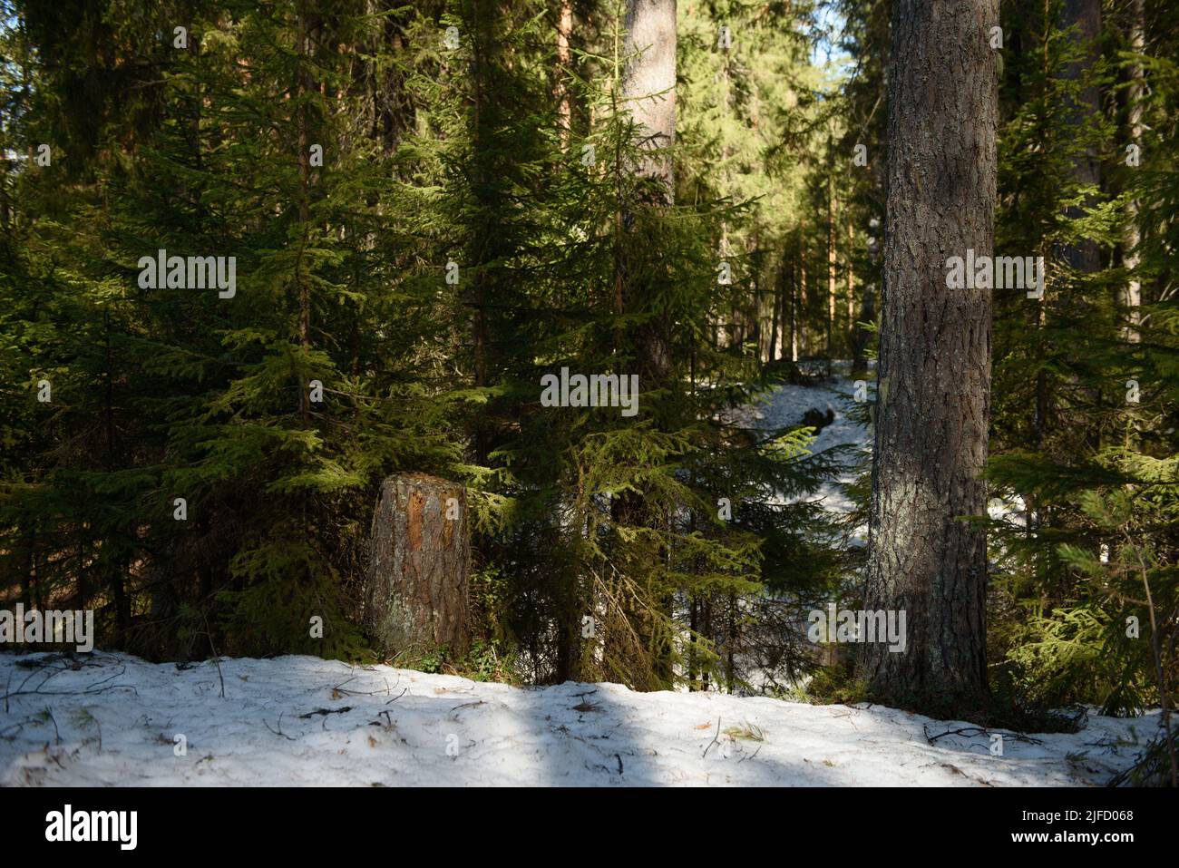 Nature in the middle of spring in the taiga forest on a sunny day Stock ...