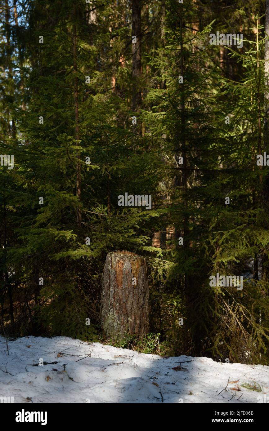 Nature in the middle of spring in the taiga forest on a sunny day Stock ...