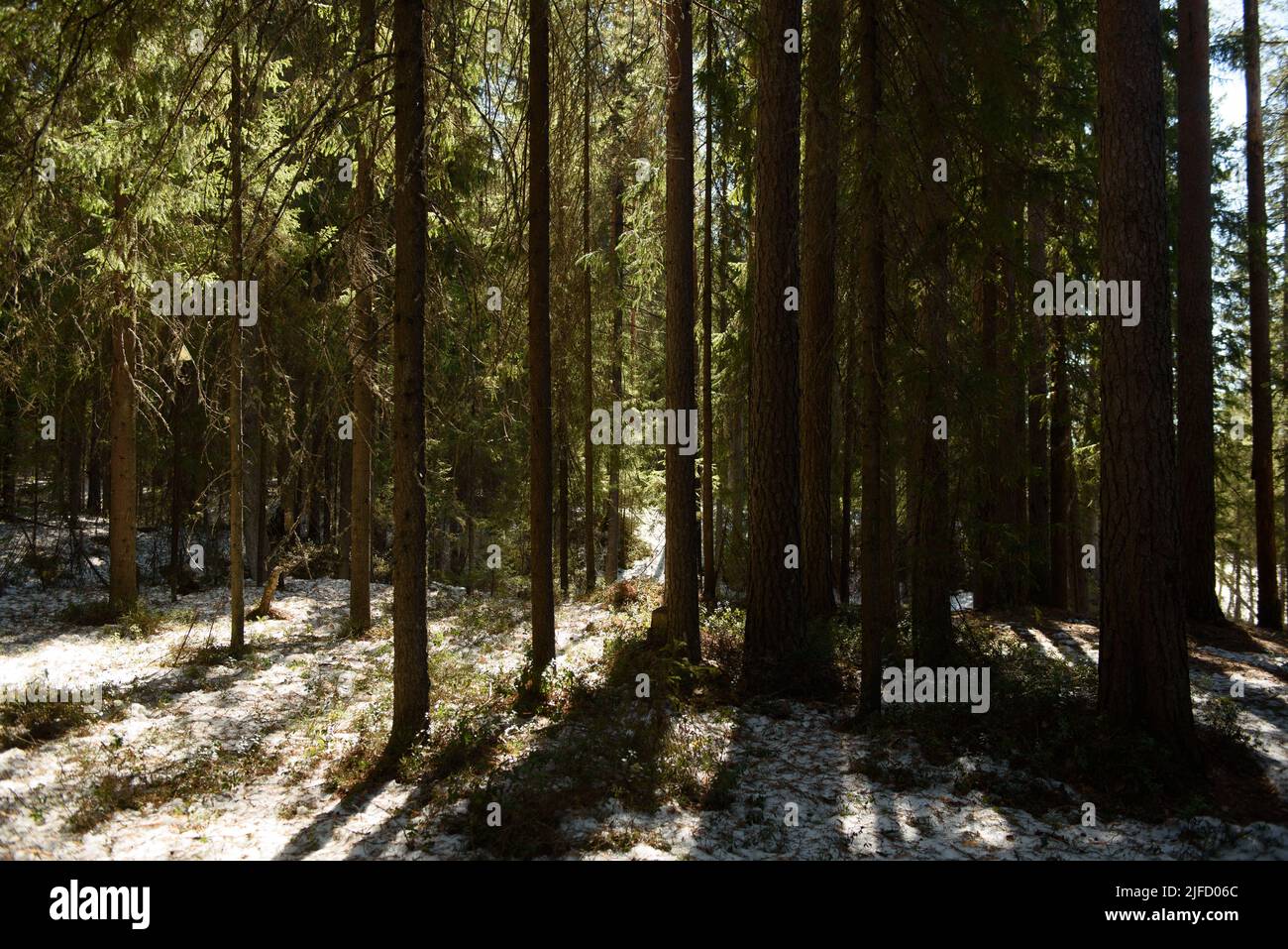 Nature in the middle of spring in the taiga forest on a sunny day Stock ...