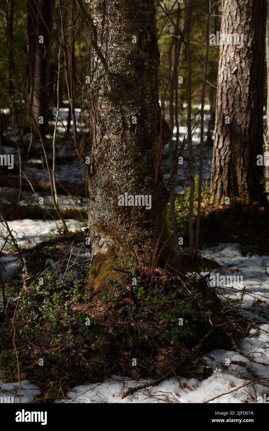 Nature in the middle of spring in the taiga forest on a sunny day Stock ...