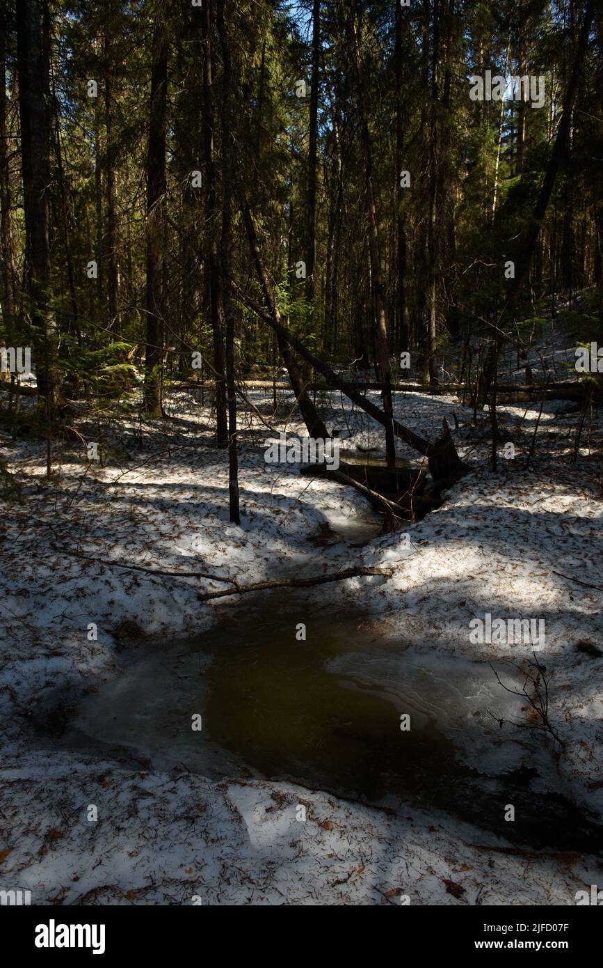A forest stream surfaced and surrounded by a crust of ice in the forest ...