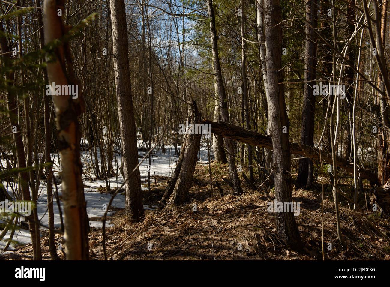 Nature in the middle of spring in the taiga forest on a sunny day Stock ...
