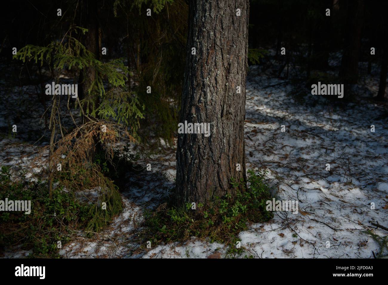 Nature in the middle of spring in the taiga forest on a sunny day Stock ...
