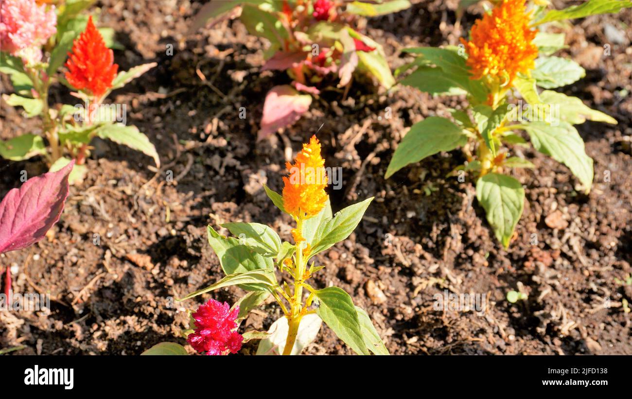 Beautiful saplings of Celosia argentea also known as plumed cockscomb ...
