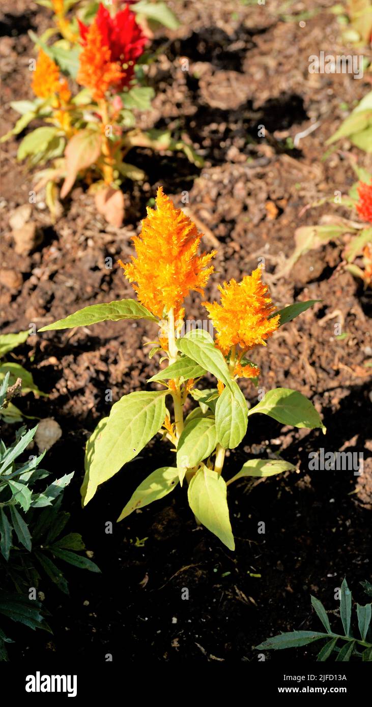 Beautiful saplings of Celosia argentea also known as plumed cockscomb ...