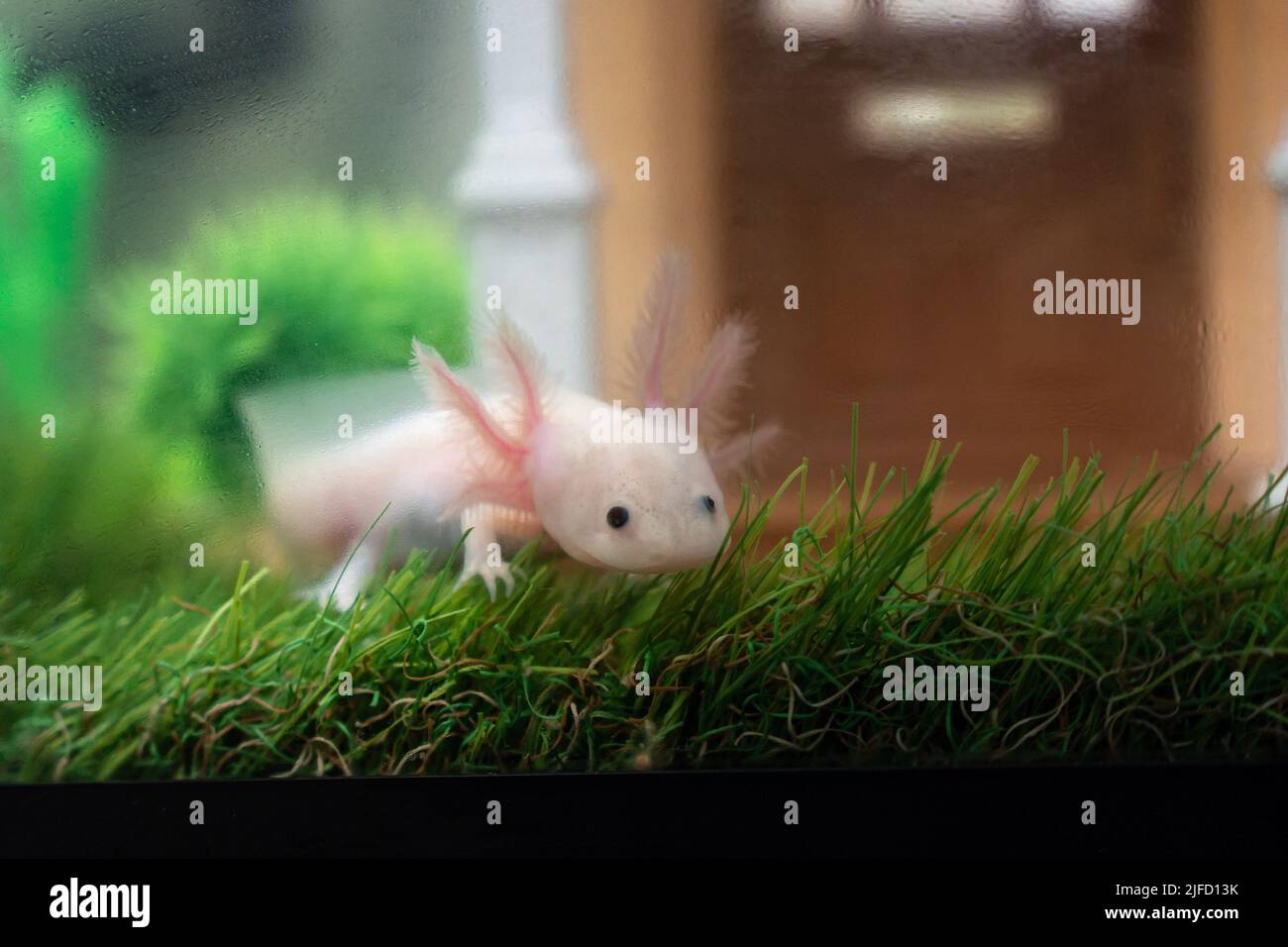 Axolotl baby hi-res stock photography and images - Alamy