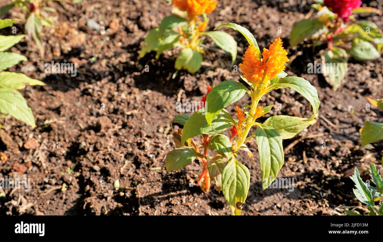 Beautiful saplings of Celosia argentea also known as plumed cockscomb ...