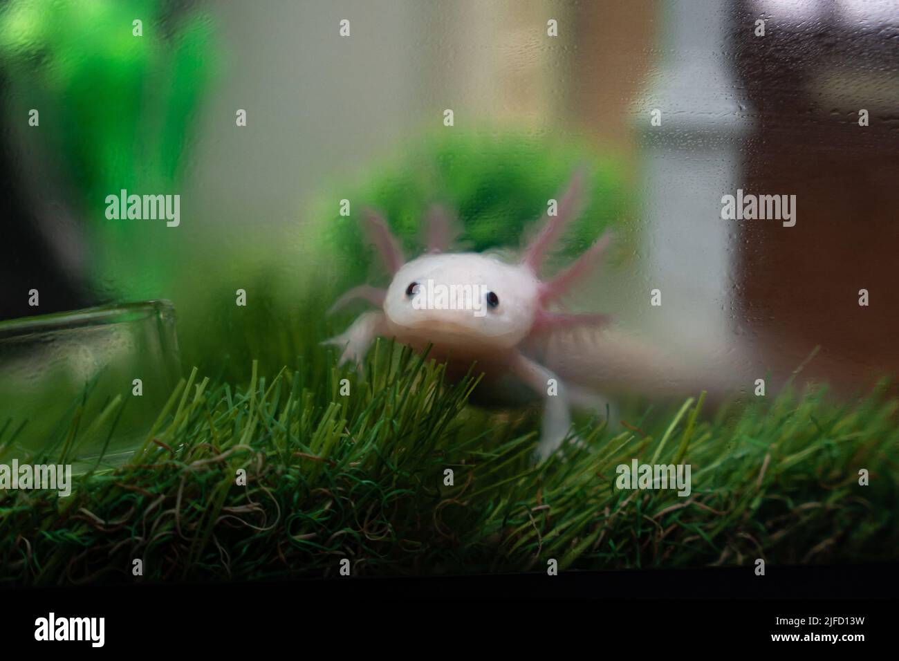 Axolotl baby hi-res stock photography and images - Alamy