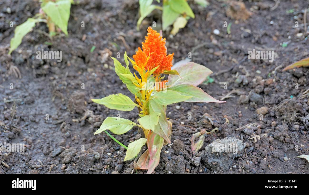 Beautiful saplings of Celosia argentea also known as plumed cockscomb ...