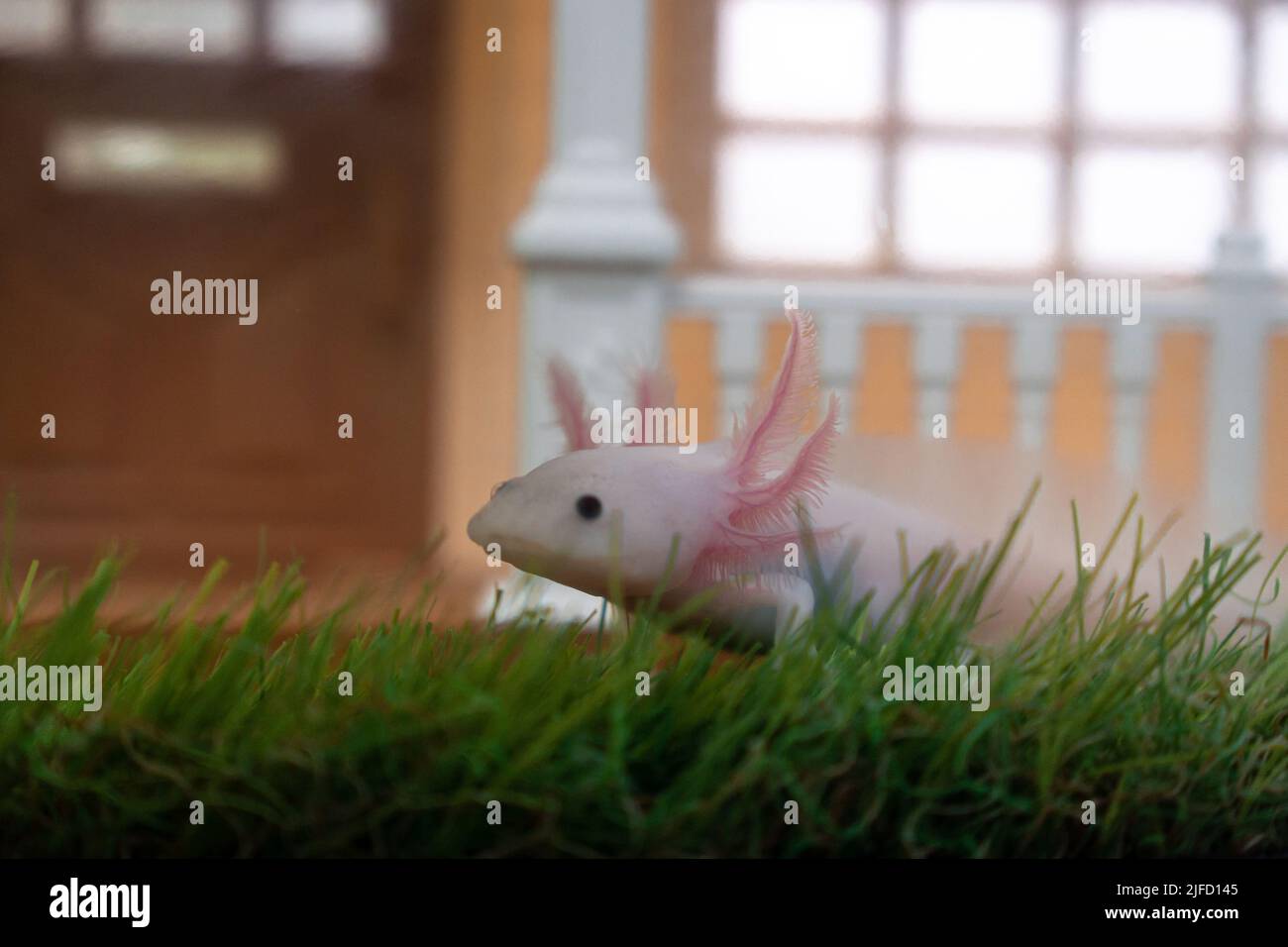 Axolotl baby hi-res stock photography and images - Alamy