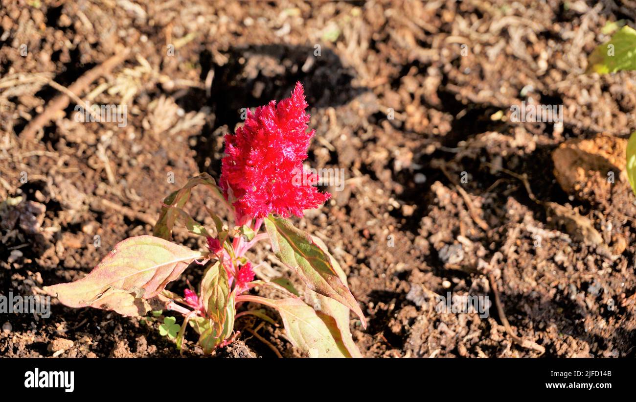 Beautiful saplings of Celosia argentea also known as plumed cockscomb ...