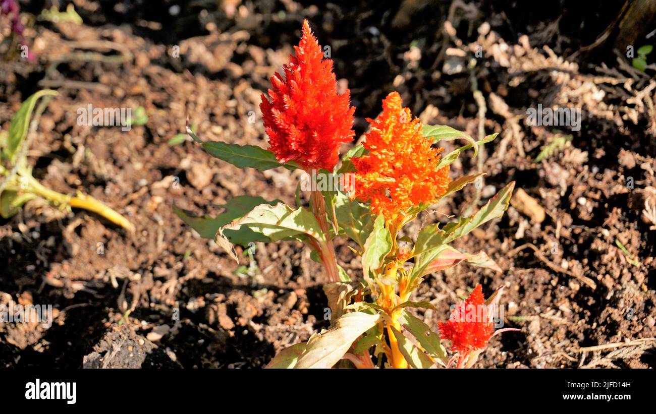 Beautiful saplings of Celosia argentea also known as plumed cockscomb ...