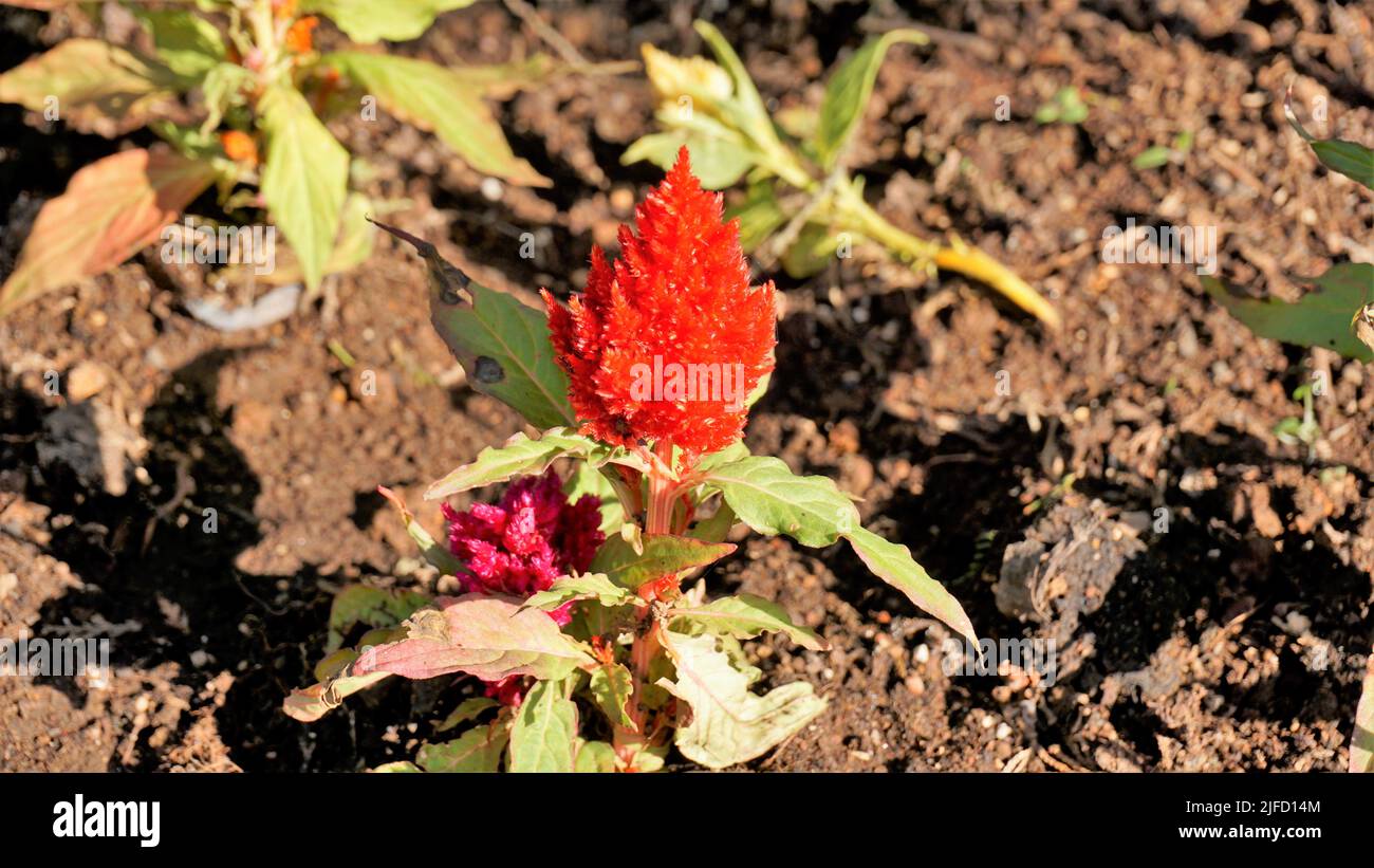Beautiful saplings of Celosia argentea also known as plumed cockscomb ...