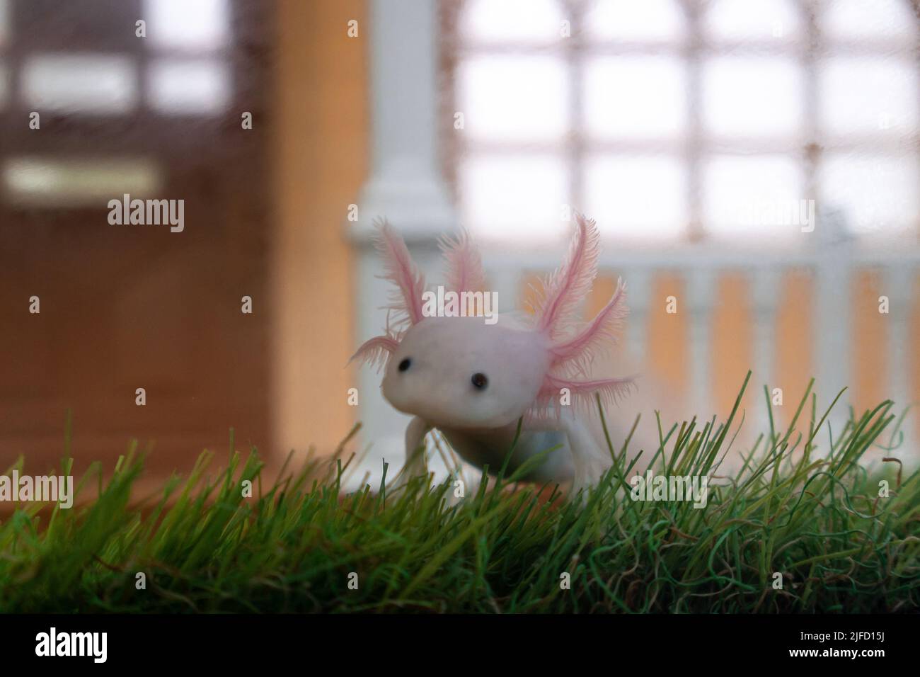 small Axolotl (Ambystoma mexicanum) walking on a grass in aquarium ...
