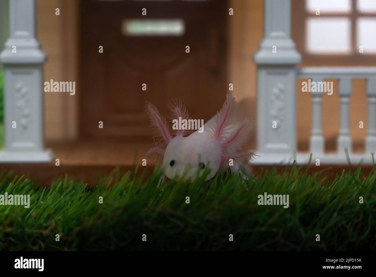 Axolotl baby hi-res stock photography and images - Alamy