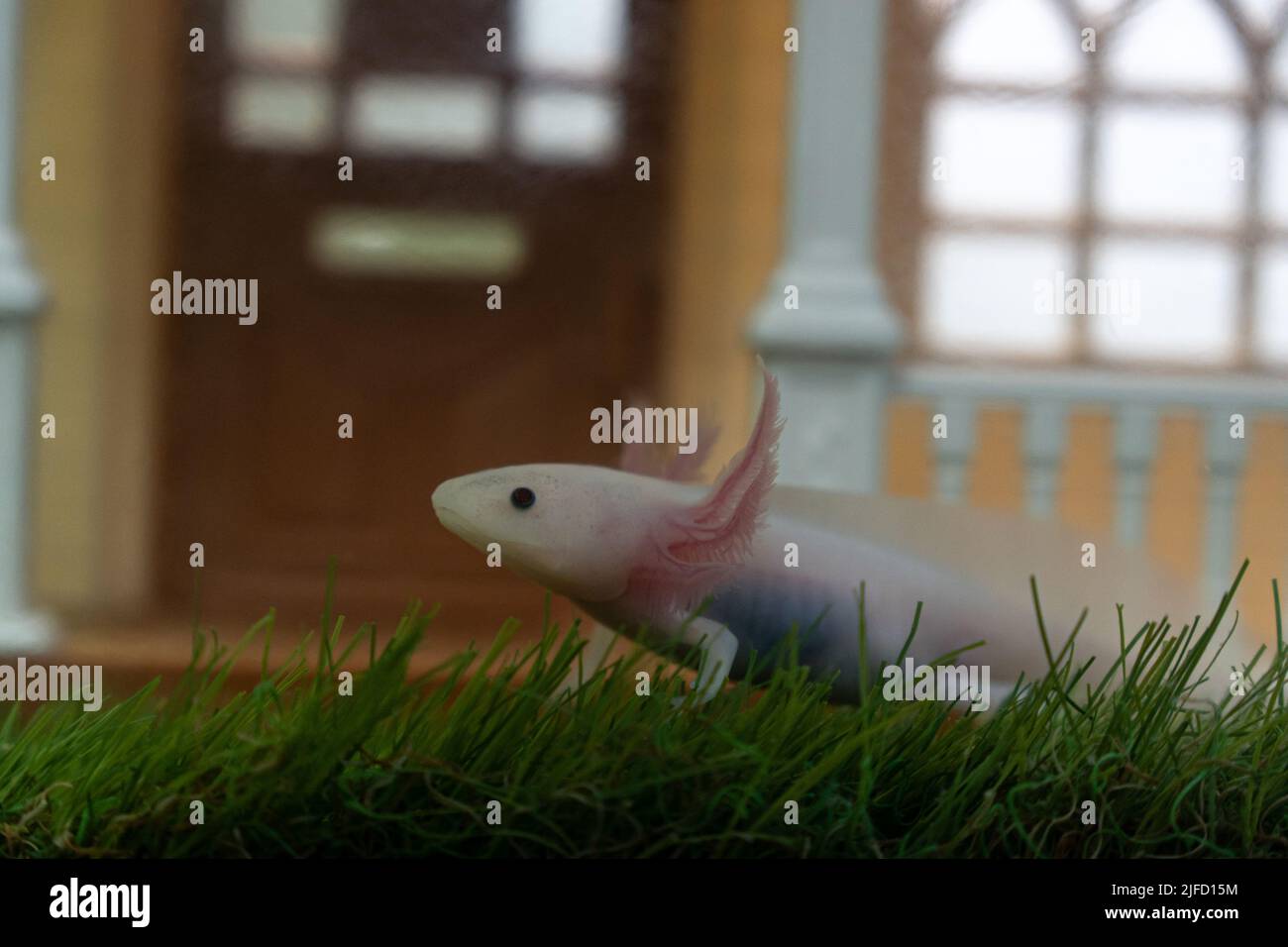 small Axolotl (Ambystoma mexicanum) walking on a grass in aquarium ...