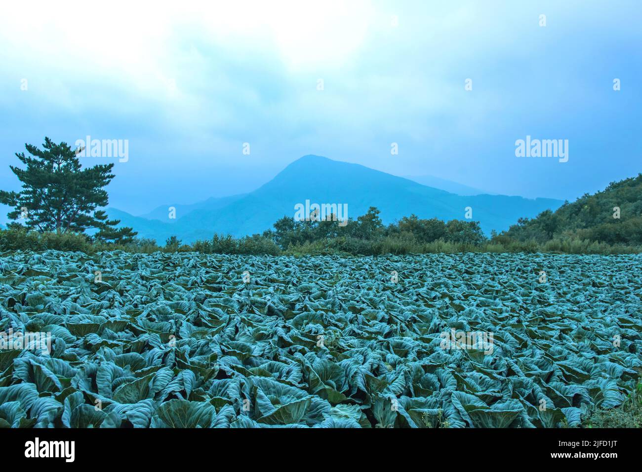 Scenery of the beautlful panoramic green cabbage farm in high slope ...