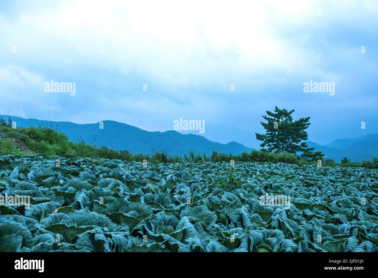 Scenery of the beautlful panoramic green cabbage farm in high slope ...