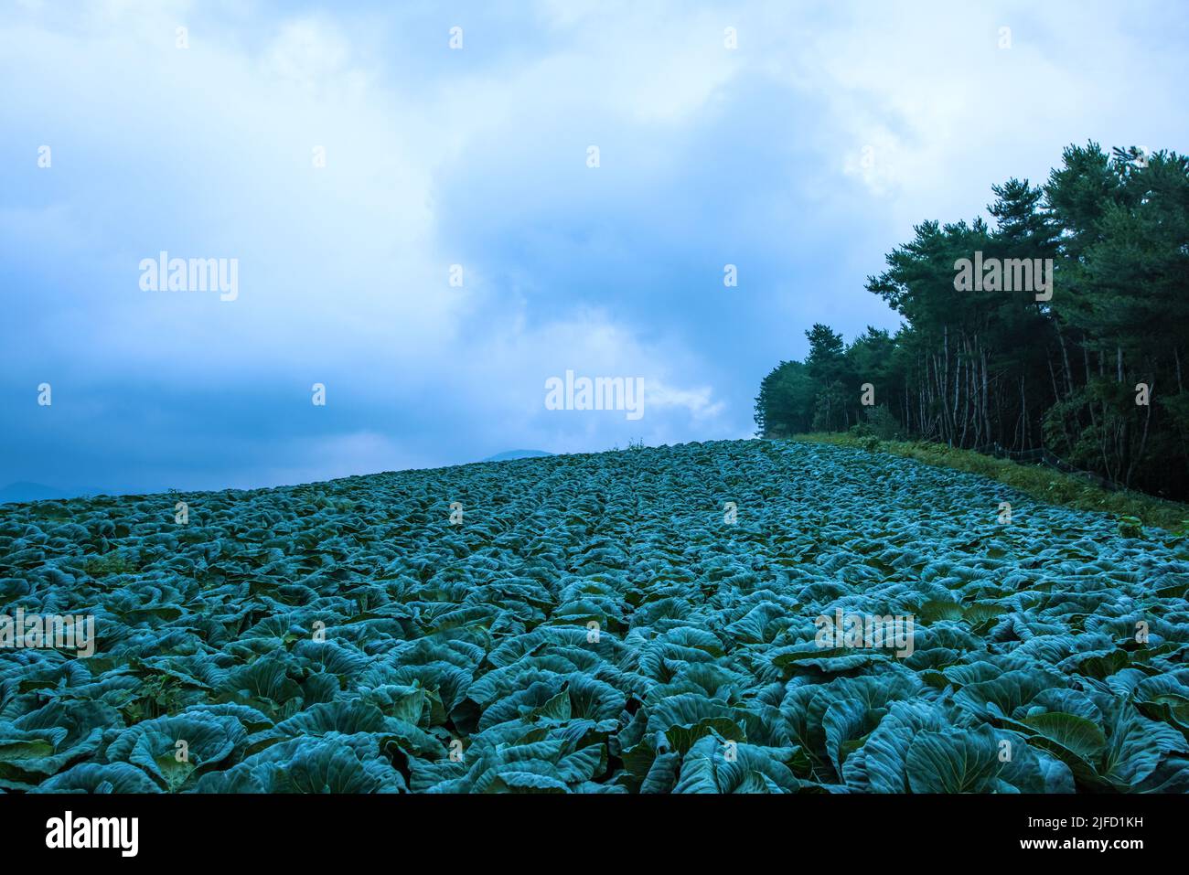 Scenery of the beautlful panoramic green cabbage farm in high slope ...