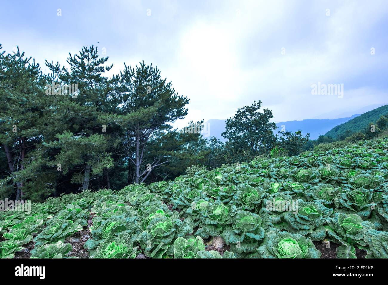 Scenery of the beautlful panoramic green cabbage farm in high slope ...