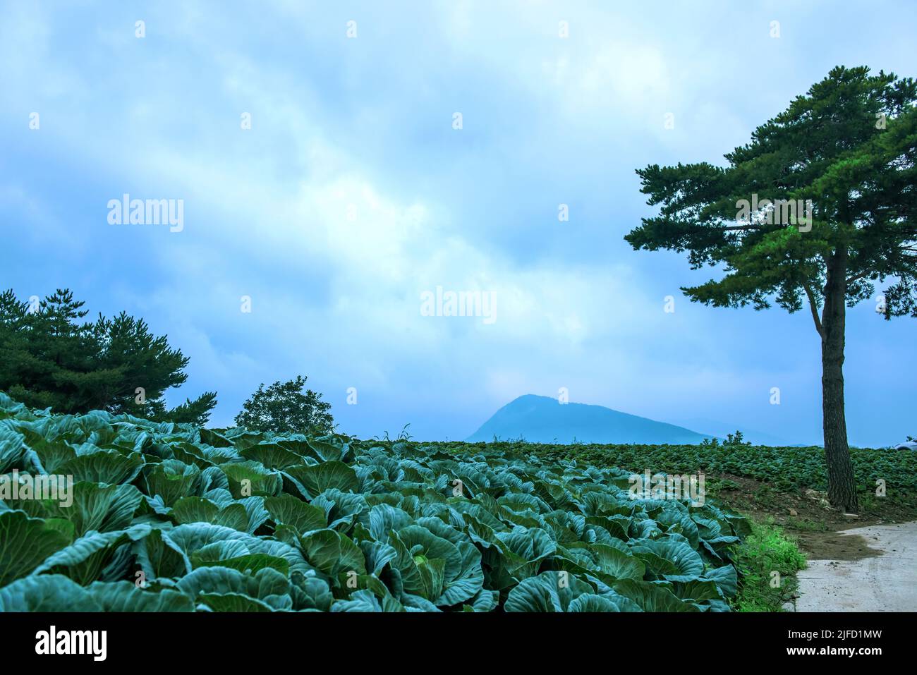 Scenery of the beautlful panoramic green cabbage farm in high slope ...