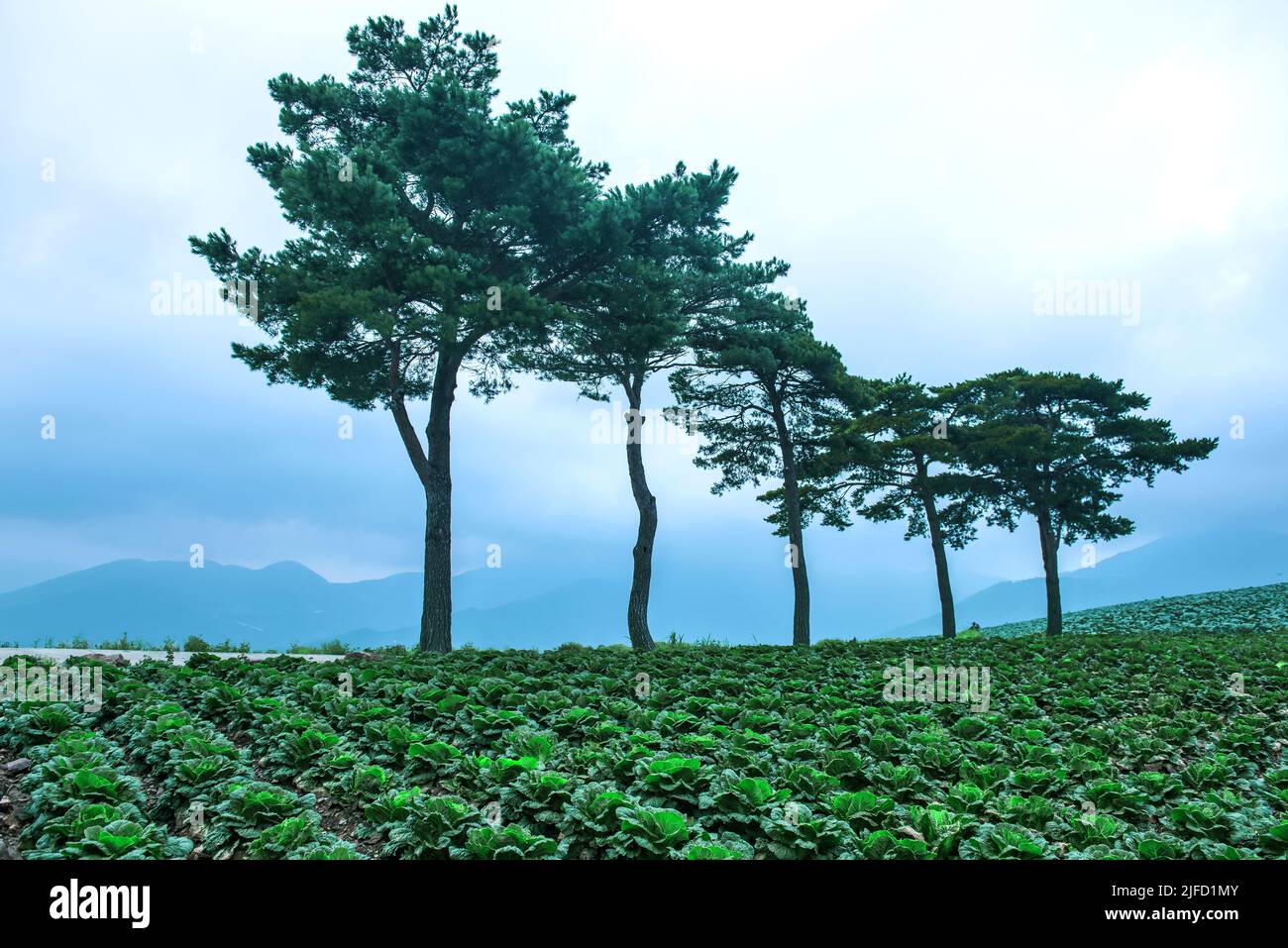 Scenery of the beautlful panoramic green cabbage farm in high slope ...