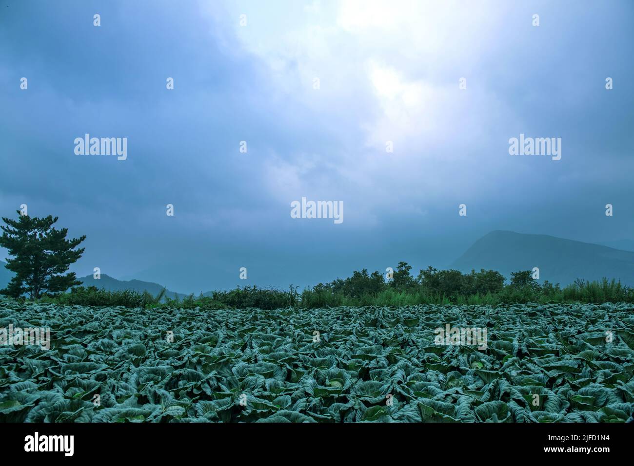 Scenery of the beautlful panoramic green cabbage farm in high slope ...