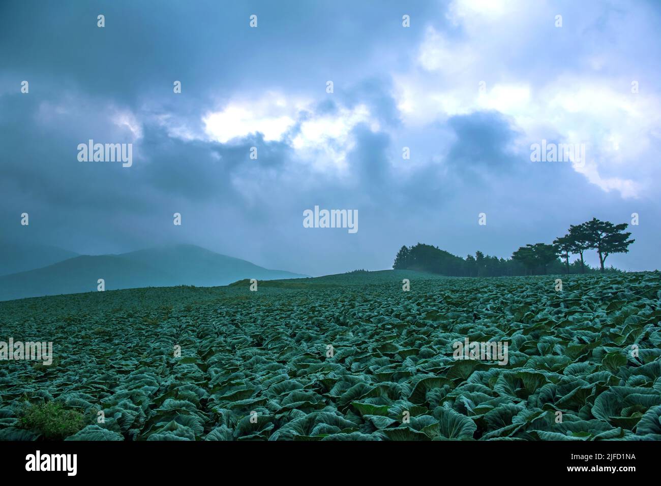 Scenery of the beautlful panoramic green cabbage farm in high slope ...