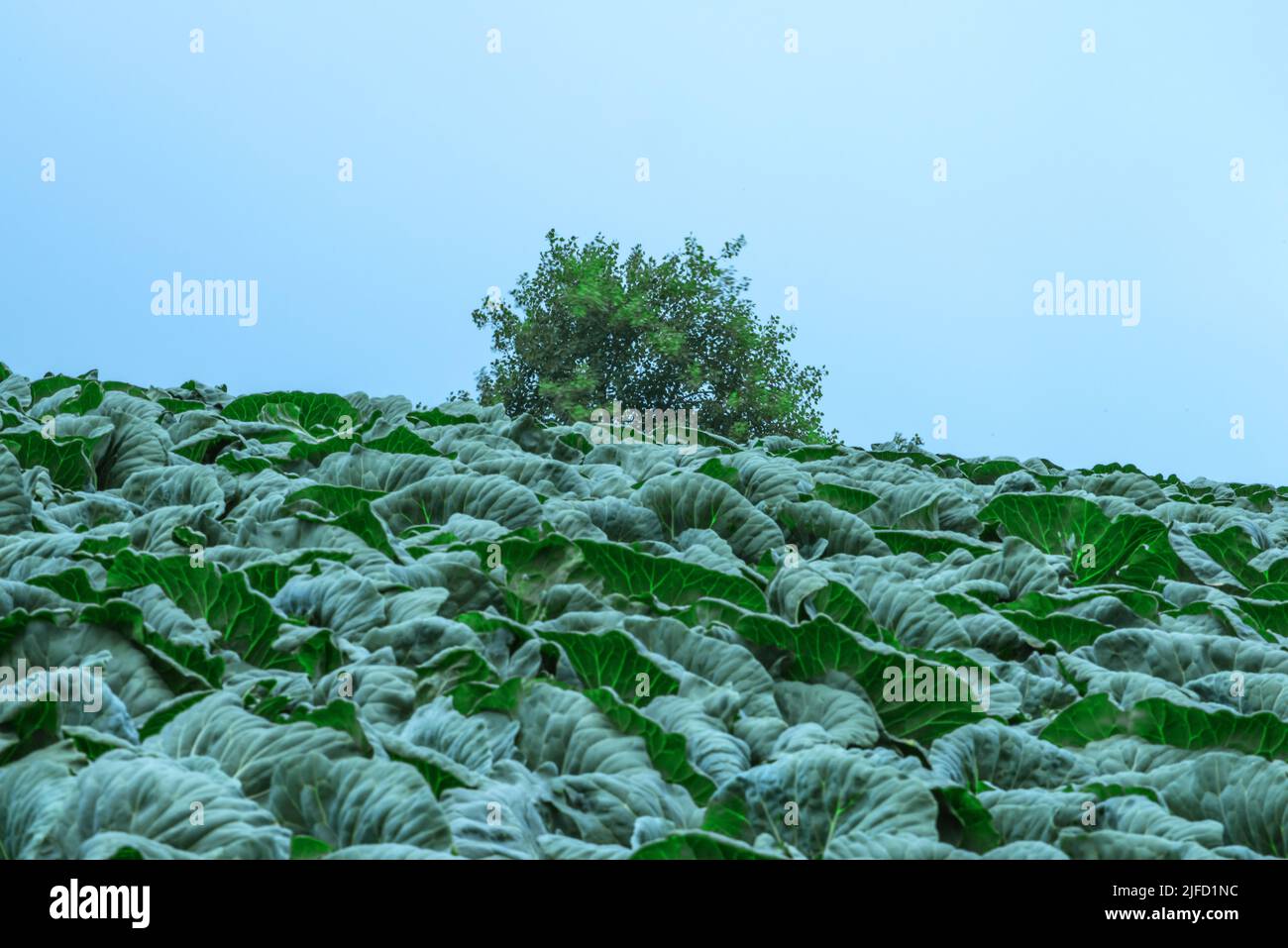 Scenery of the beautlful panoramic green cabbage farm in high slope ...